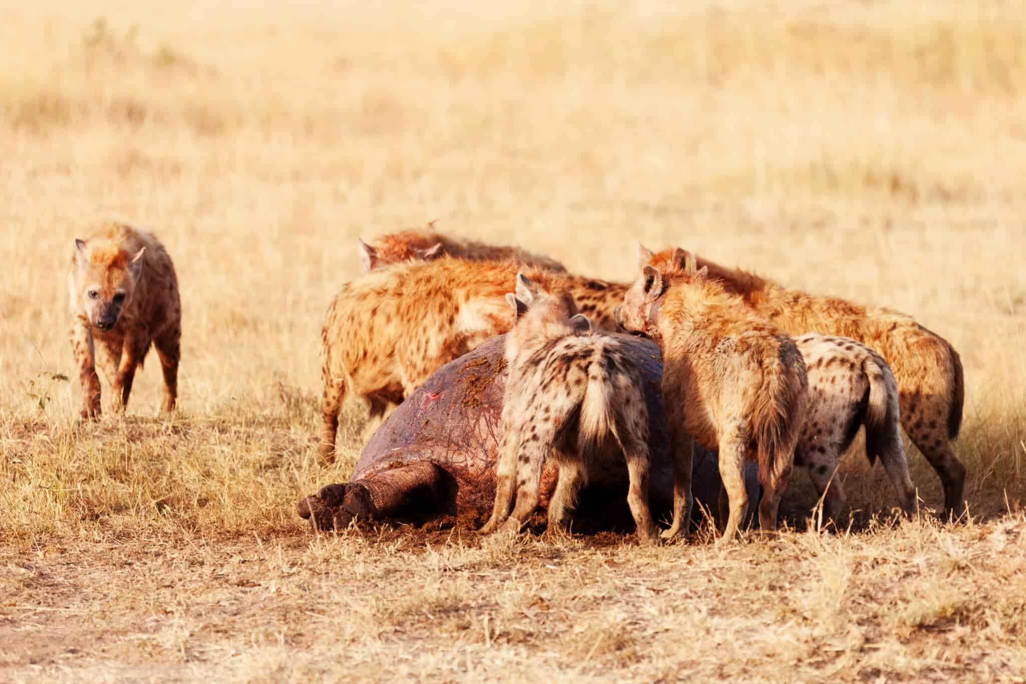 How Aggressive Are Hyenas? - Animals Around The Globe