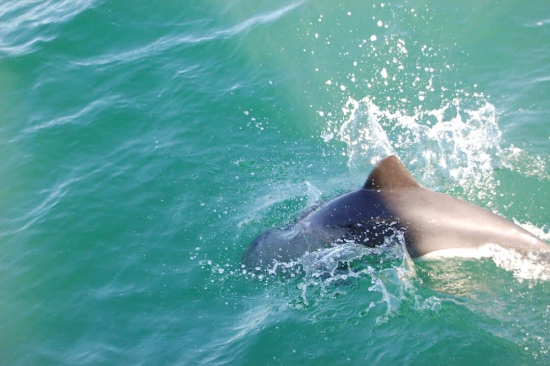 The Heaviside Dolphin Native To South African Coast - Animals Around ...