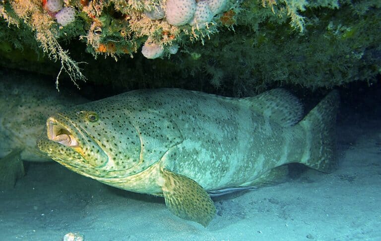 What Eats Sharks? Meet the 13 Surprising Animals - Animals Around The Globe