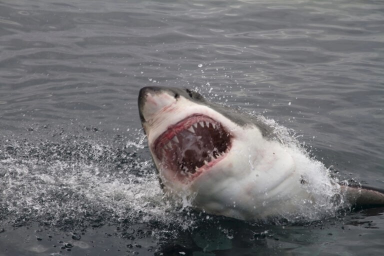 Rare Footage Shows A Great White Shark Pup - Animals Around The Globe