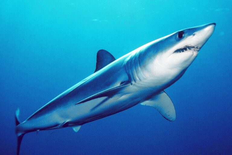 Diver Swims With Record Breaking Largest Great White - Animals Around ...