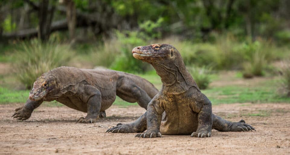 Watch: Komodo Dragon Swallows Baby Goat In Seconds - Animals Around The ...
