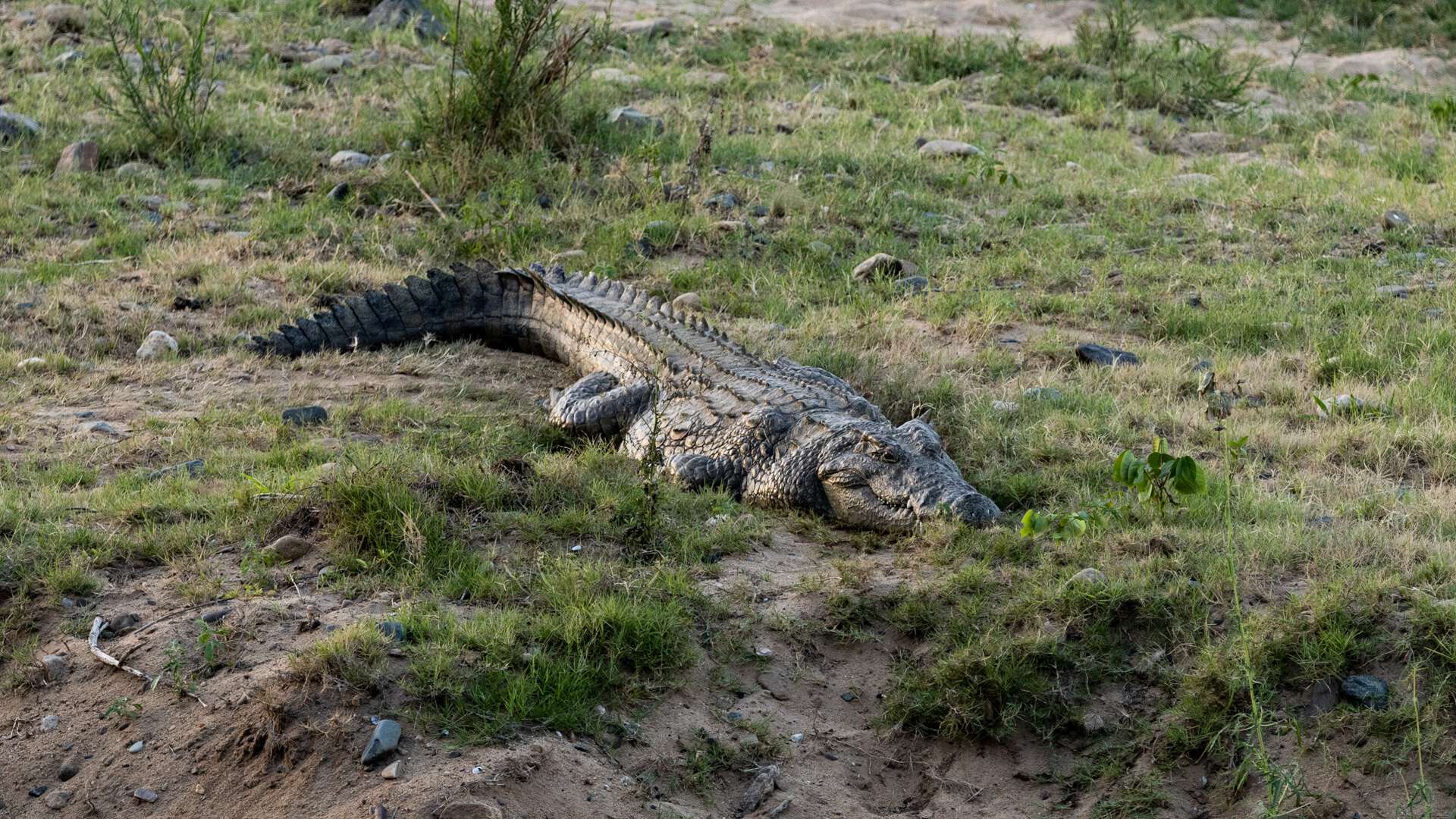 Underwater Footage Of A Croc Chasing A Girl - Animals Around The Globe