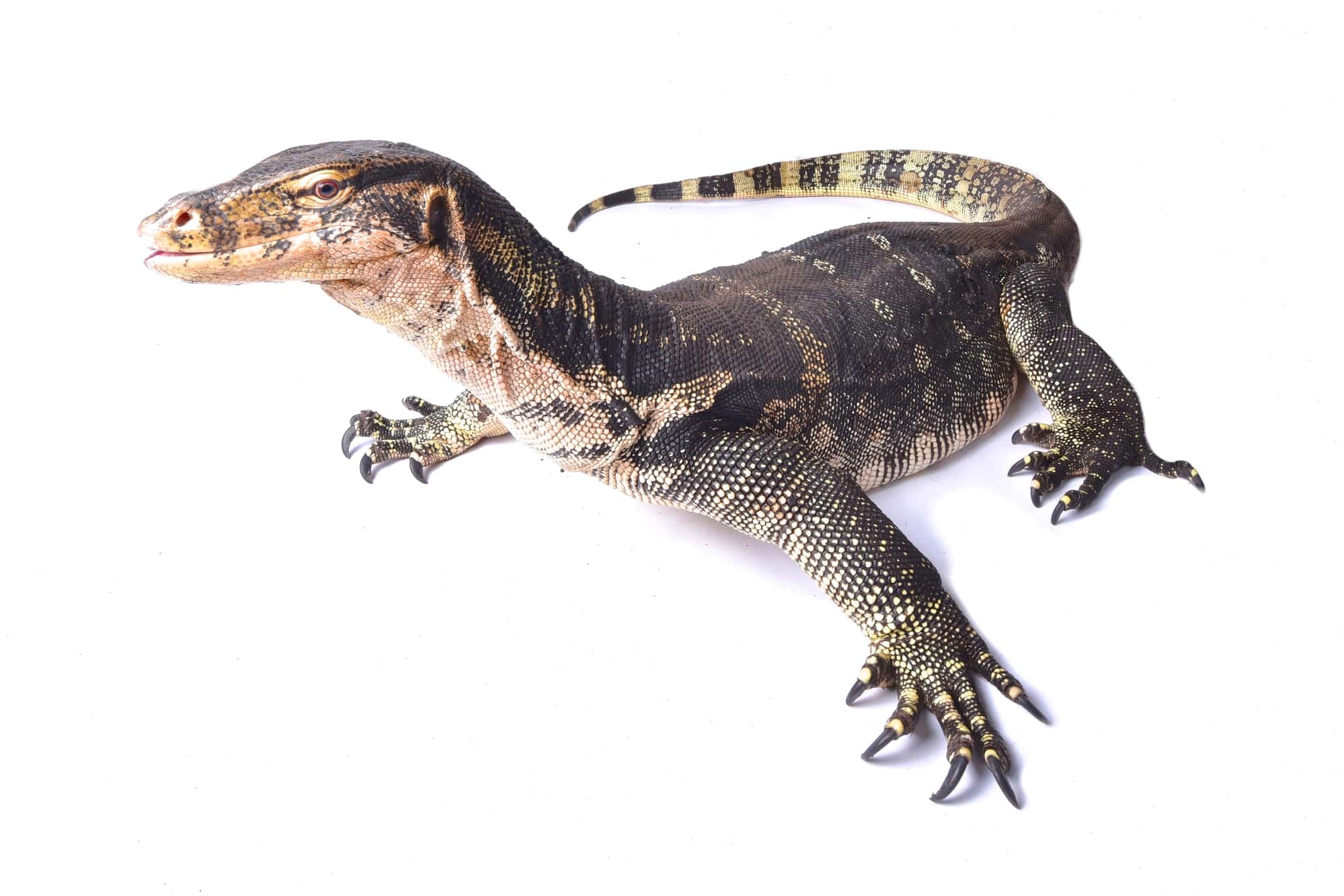 Watch: Monitor Lizard Vs Snake - Animals Around The Globe