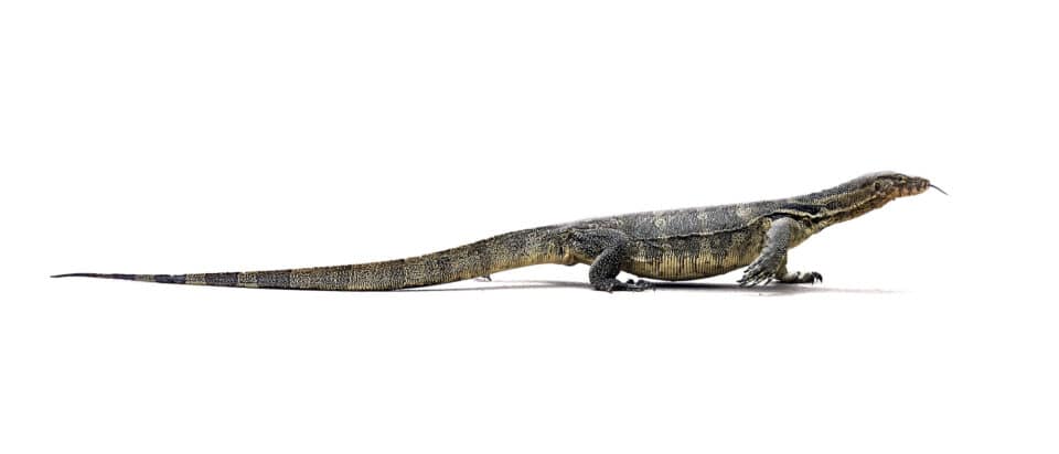 Watch: Monitor Lizard Vs Snake - Animals Around The Globe