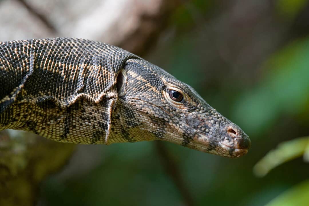 Watch: Monitor Lizard Vs Snake - Animals Around The Globe