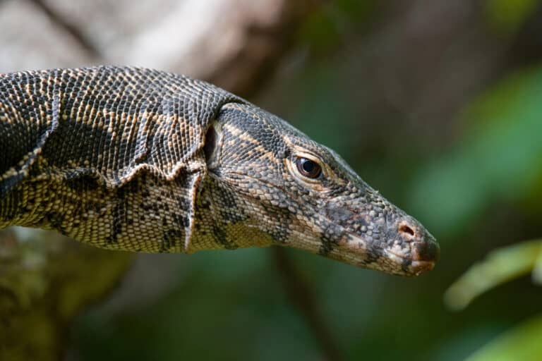 Watch: Monitor Lizard Vs Snake - Animals Around The Globe