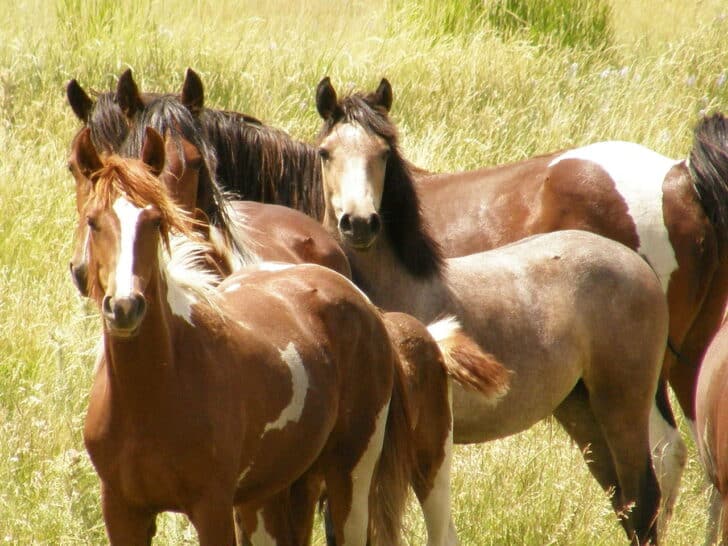 These Wild Horses Are Now Protected by Law—Here’s Why - Animals Around ...