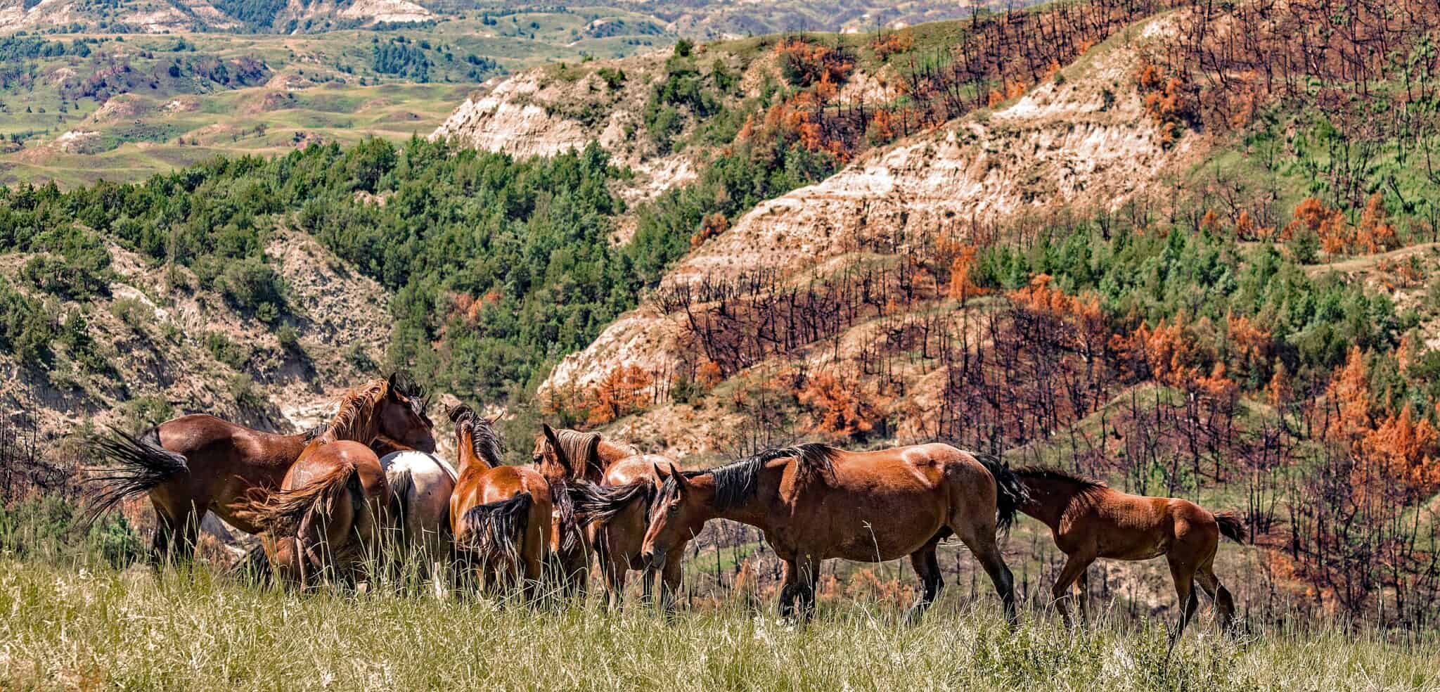 17 Places in the U.S. to See Wildlife Up Close - Animals Around The Globe