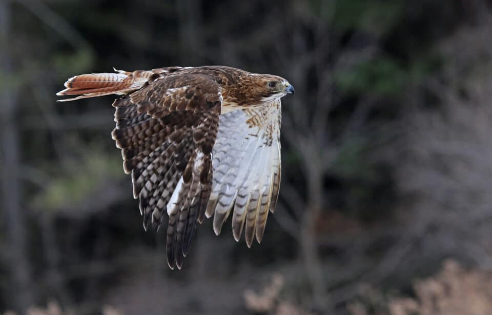 Animals That Call Mount Rainier National Park Home - Animals Around The ...