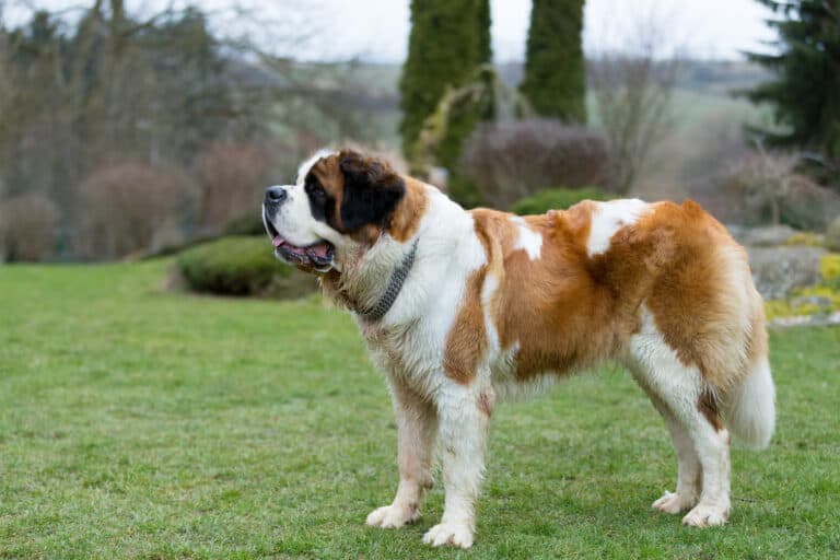 Fattest Dog In The World - Animals Around The Globe