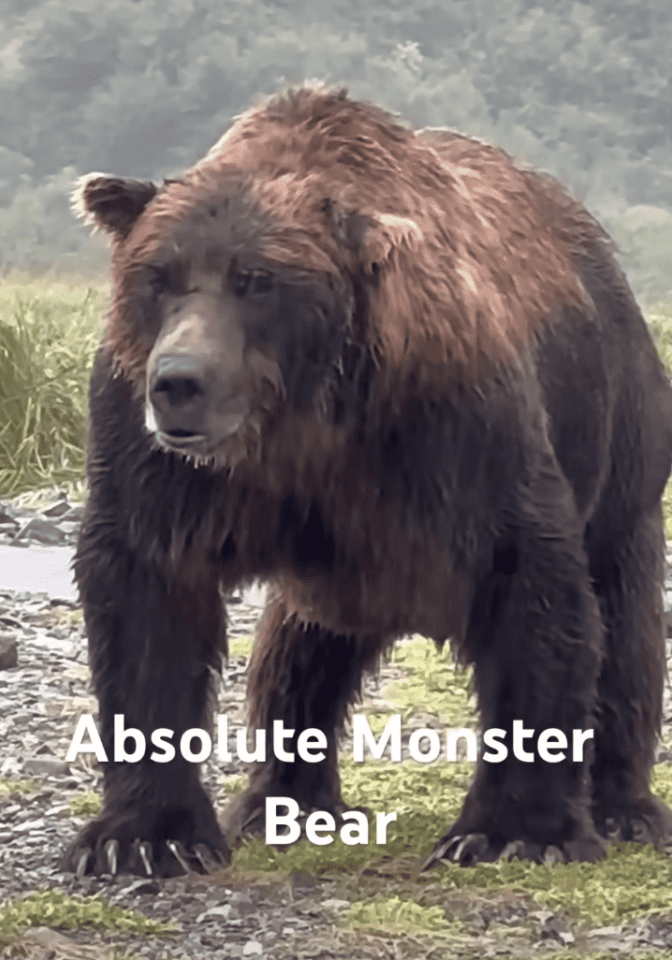 Watch: Large 1000-lb Brown Bear Hunting Salmon In Alaska - Animals ...