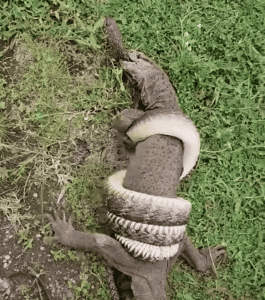Watch: Monitor Lizard Vs Snake - Animals Around The Globe