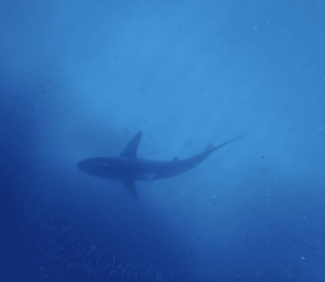 Freediving With Sharks In South Africa - Animals Around The Globe