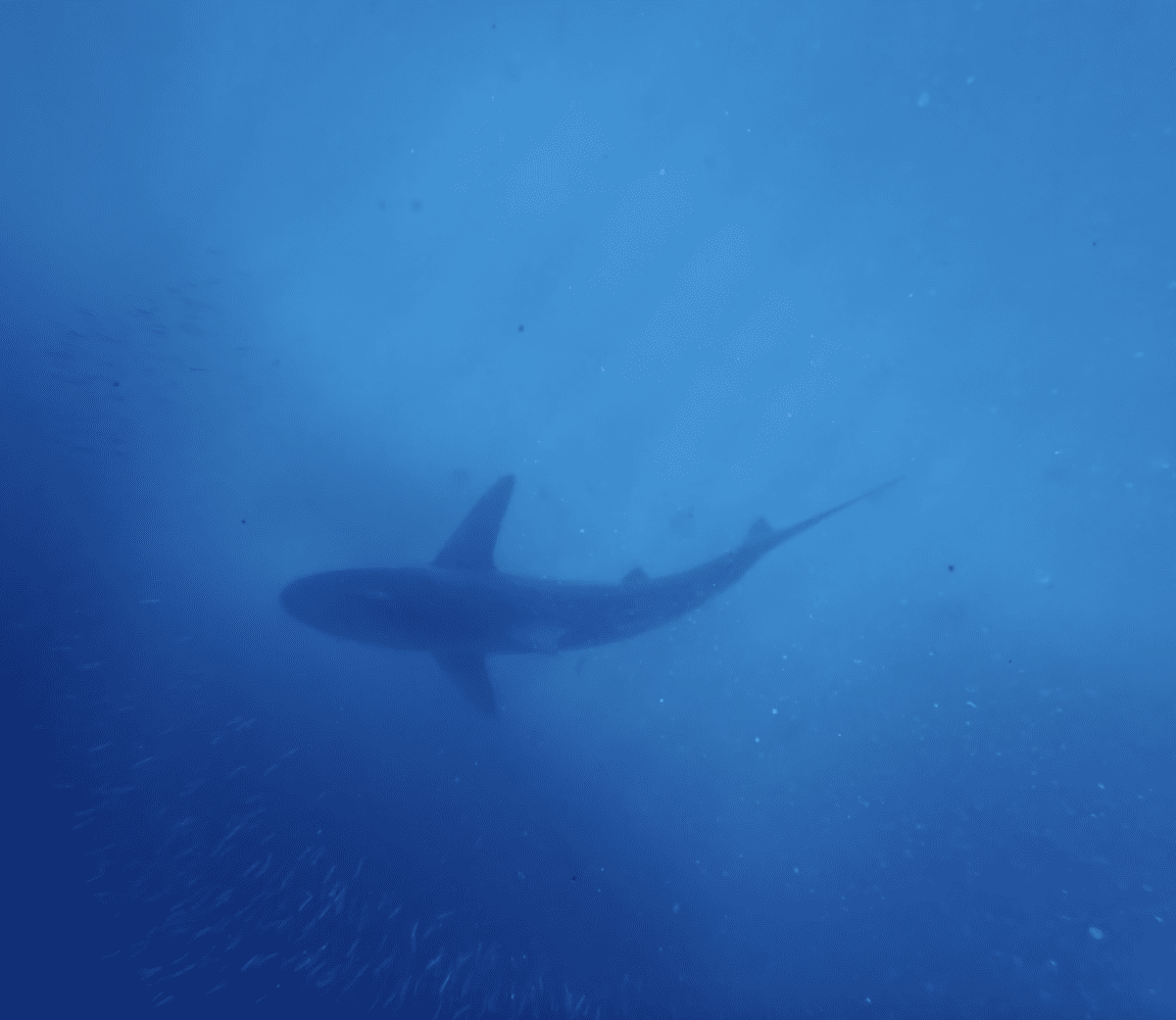 Freediving With Sharks In South Africa - Animals Around The Globe