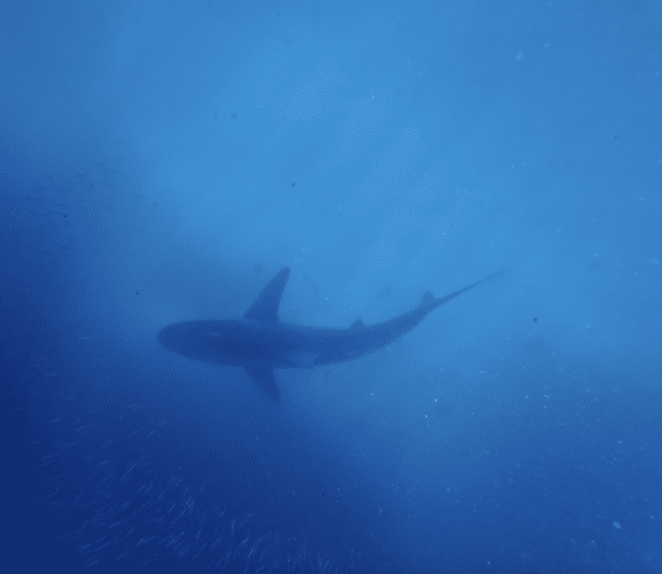 Freediving With Sharks In South Africa - Animals Around The Globe