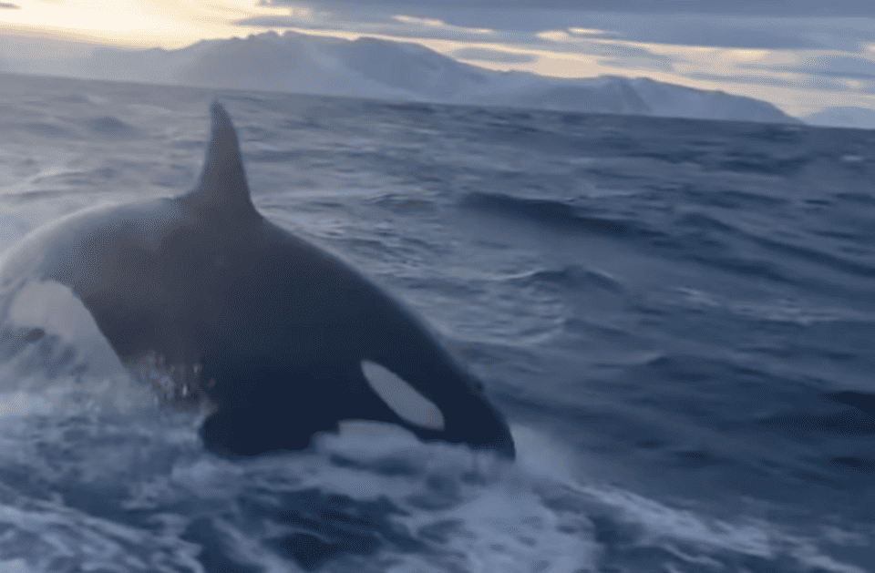 The Wonders of Norwegian Sea Life - Animals Around The Globe
