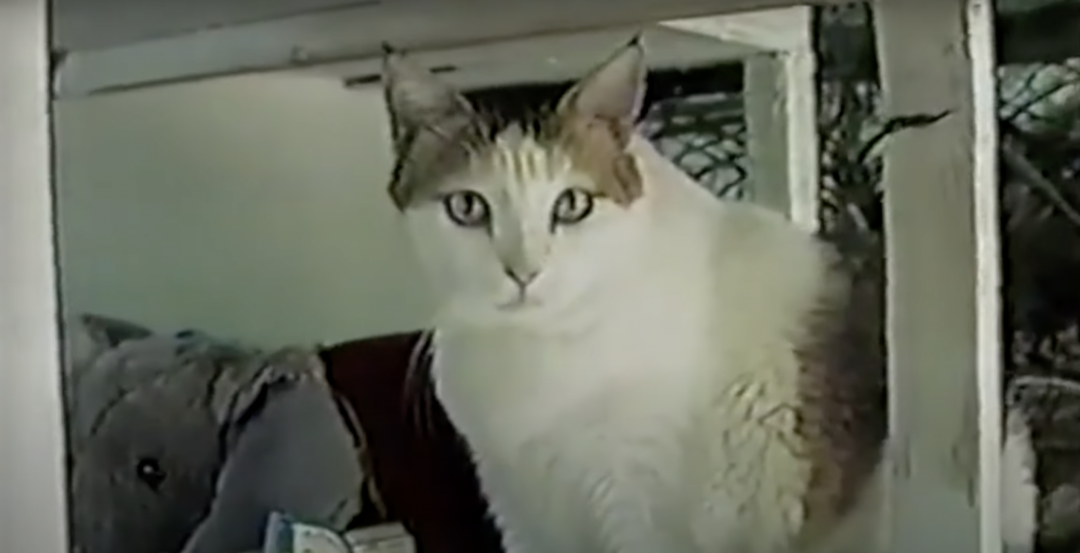 Watch: The World’s Oldest Cat - Meet Creme Puff - Animals Around The Globe