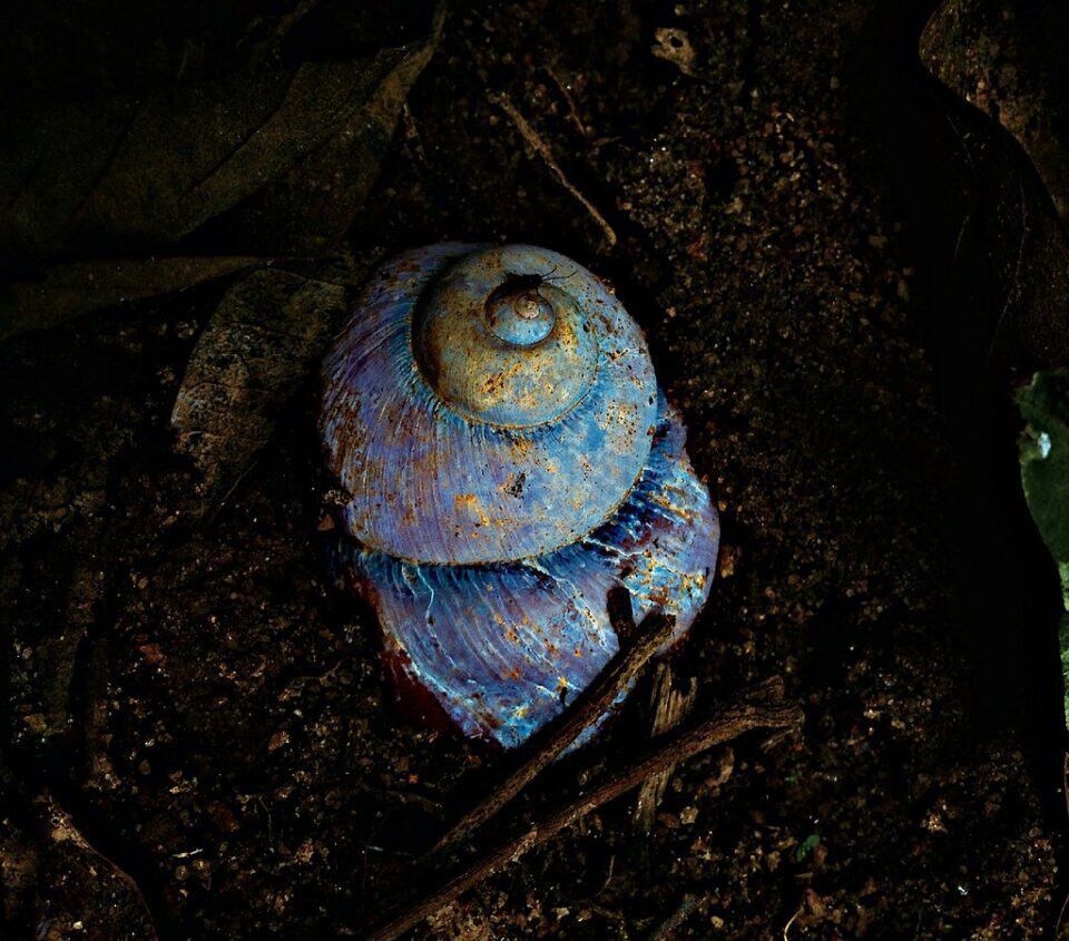 In the Slow Lane: Unraveling the Secrets of Snail Movement - Animals ...
