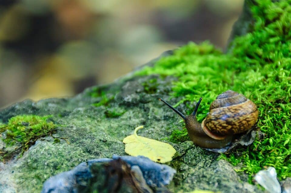 In the Slow Lane: Unraveling the Secrets of Snail Movement - Animals ...