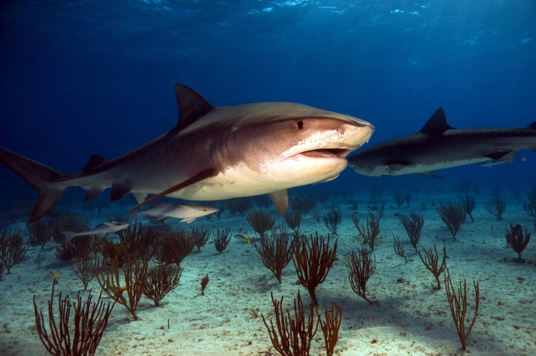 Why Tiger Sharks Are Invading America’s East Coast Beaches