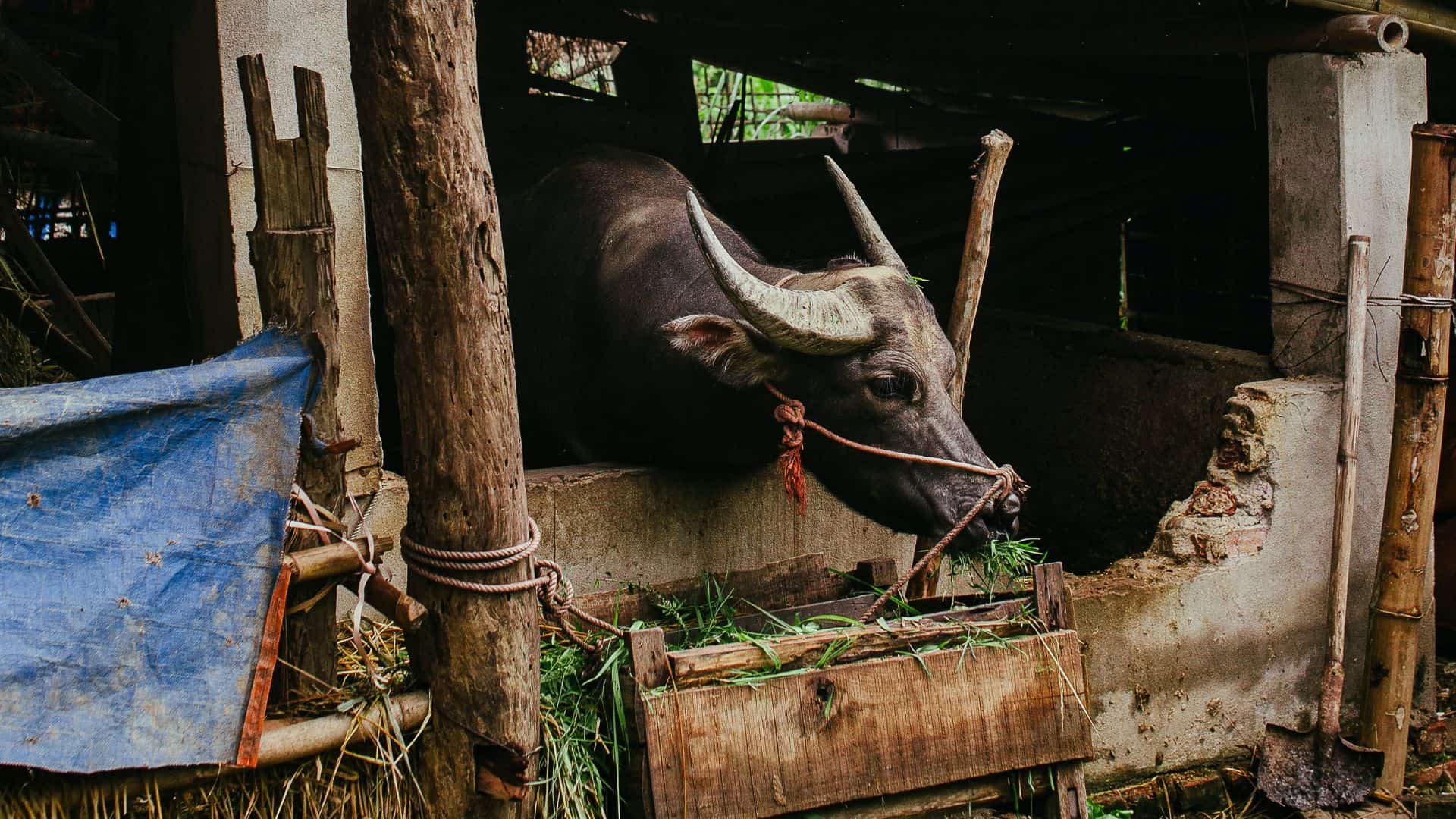 Watch: Buffalo Soldiers on Patrol in Brazil - Animals Around The Globe