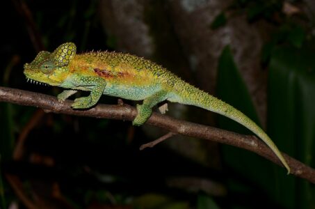 13 Wild Animals That Can Change Color Instantly - Animals Around The Globe