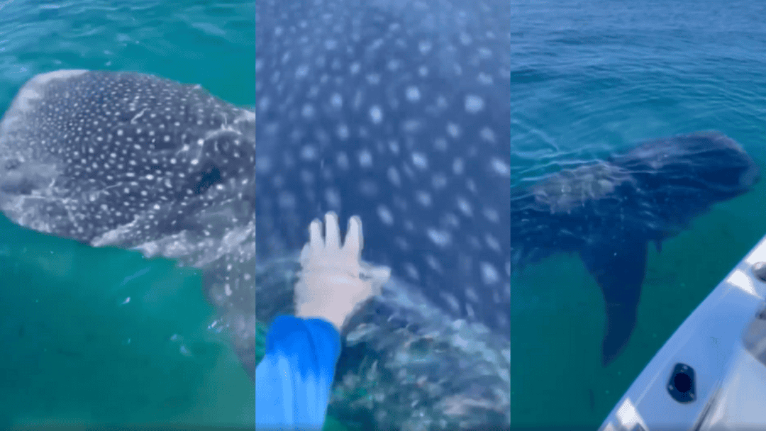 Massive Sea Creature With More Than 3,000 Teeth Spotted In Australia ...