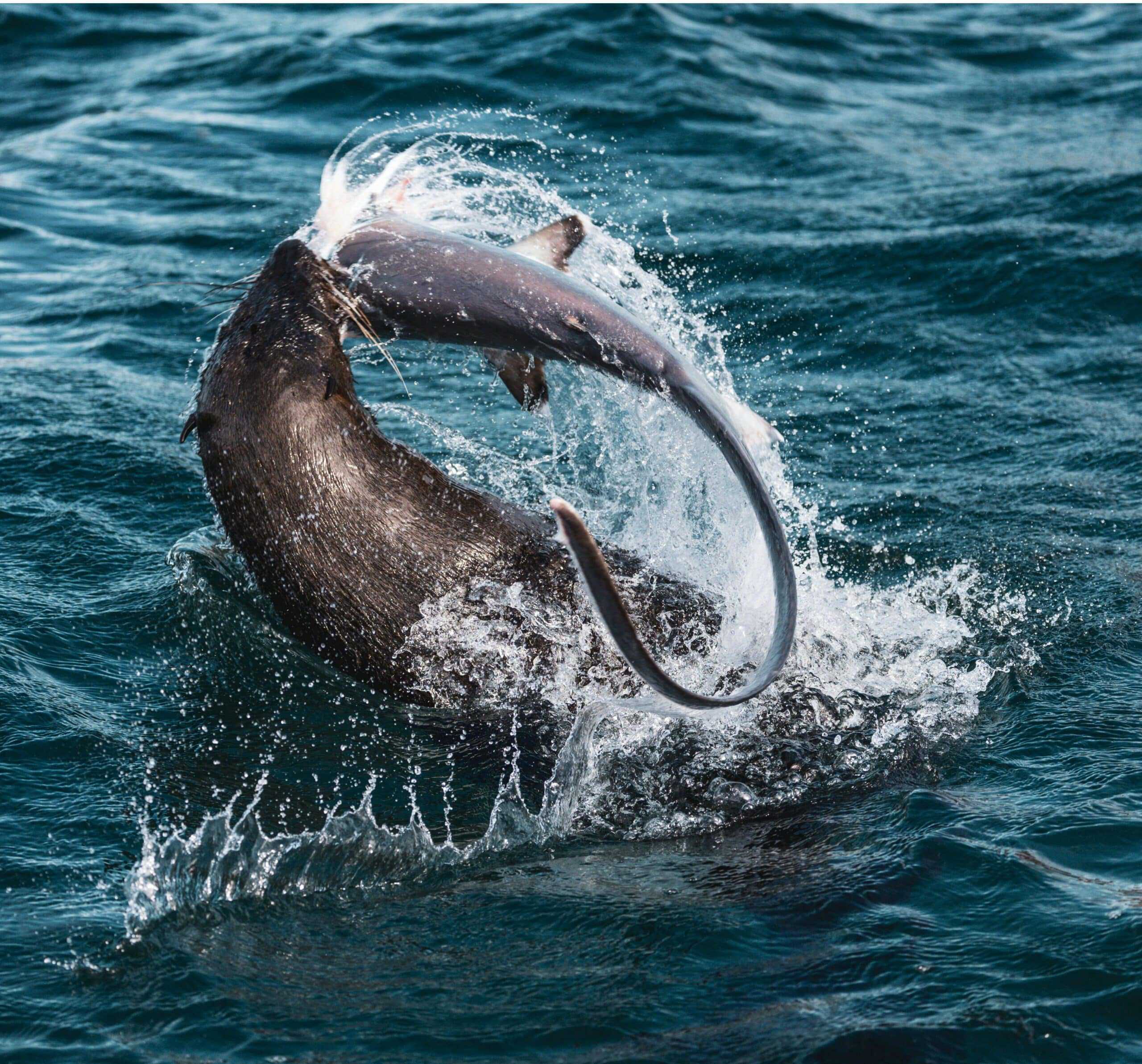 Rare Sighting: Cape Fur Seal Preys On Thresher Shark in Cape Town ...