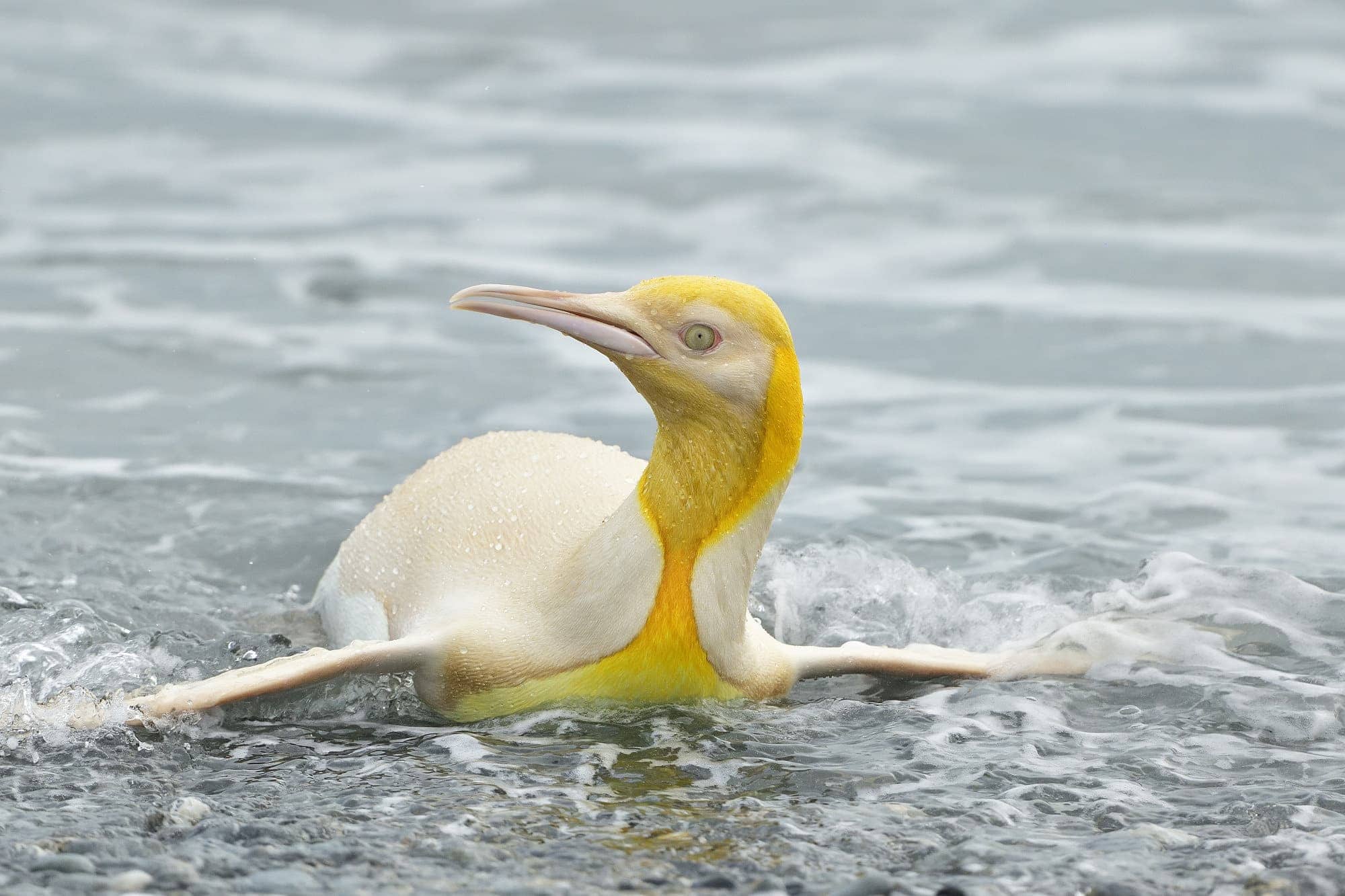 Rare Yellow King Penguin Spotted in Antarctica - Animals Around The Globe