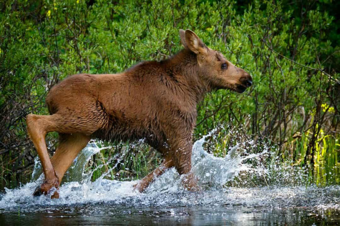 Encounter The Largest Moose in the World - Animals Around The Globe