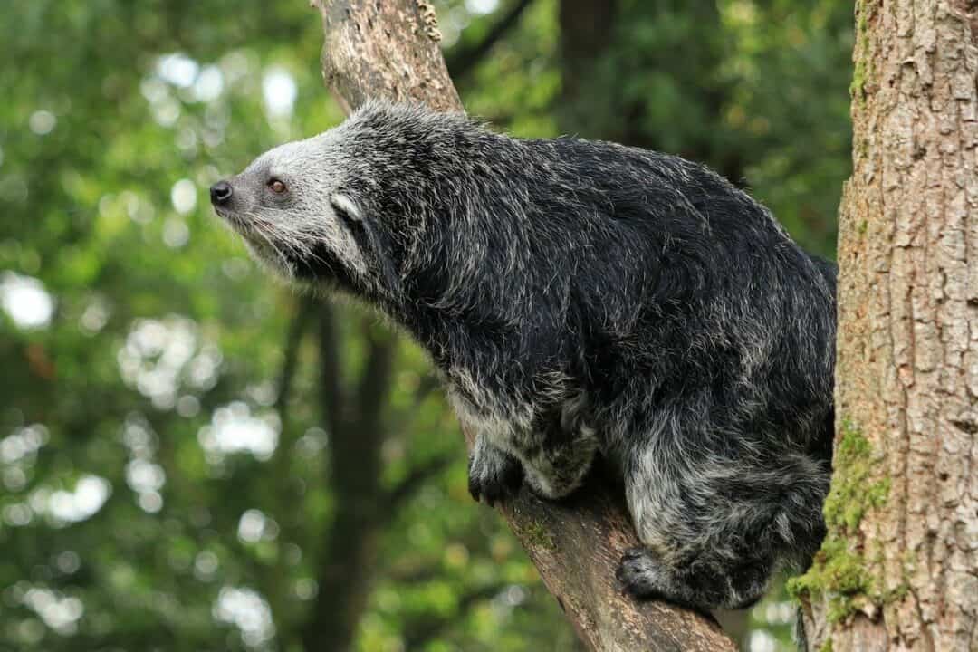 Meet Wilbur the Adorable Binturong From Nashville - Animals Around The ...