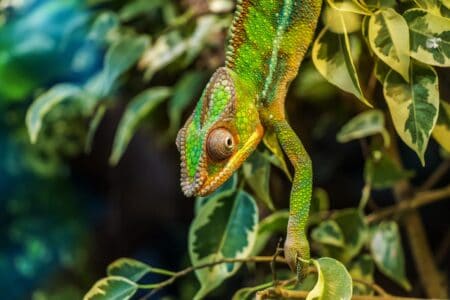 Camouflage and Mimicry: Survival Tactics in the Animal World. - Animals ...
