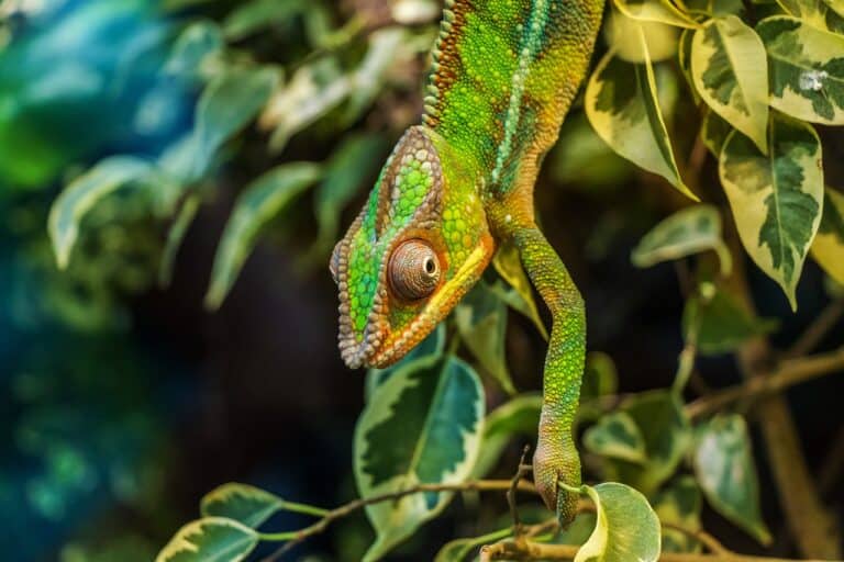 Chameleons Change Color for More Than Just Camouflage and Here is Why ...