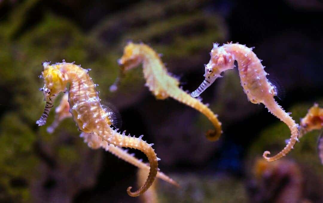 16 Animals That Give Birth in the Most Unusual Ways - Animals Around ...
