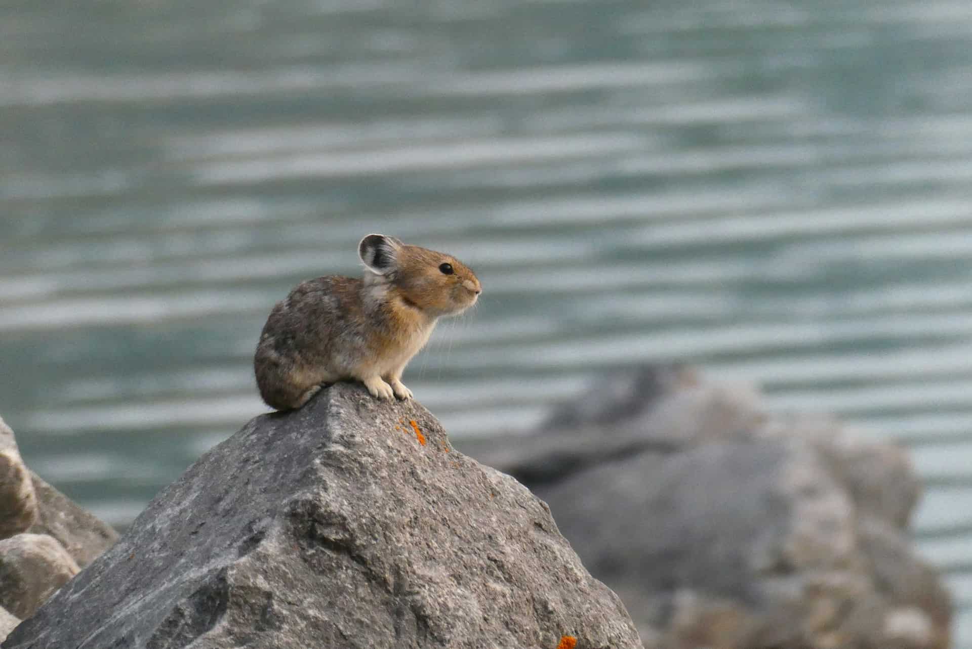 This Animal Can Survive in Both Fire and Ice—And It’s American