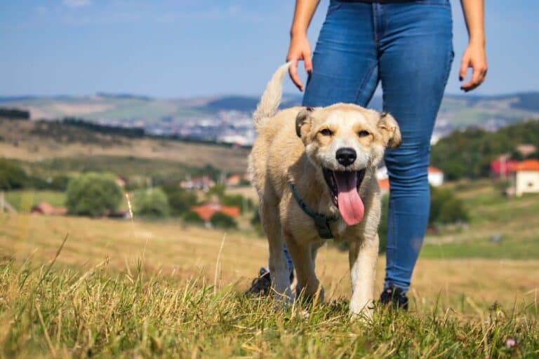 The Most Dog-Friendly States in the U.S. - Animals Around The Globe