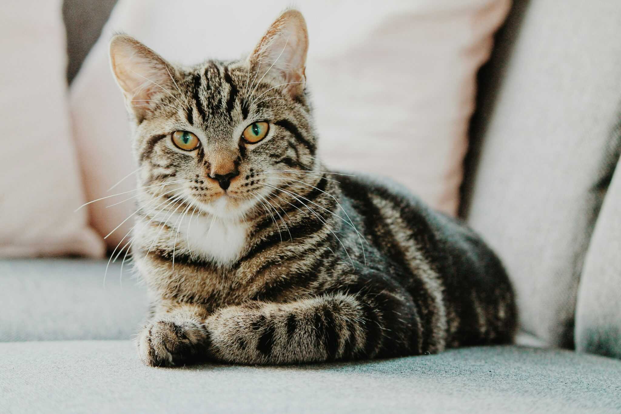Cats - Breeds, Types and Facts