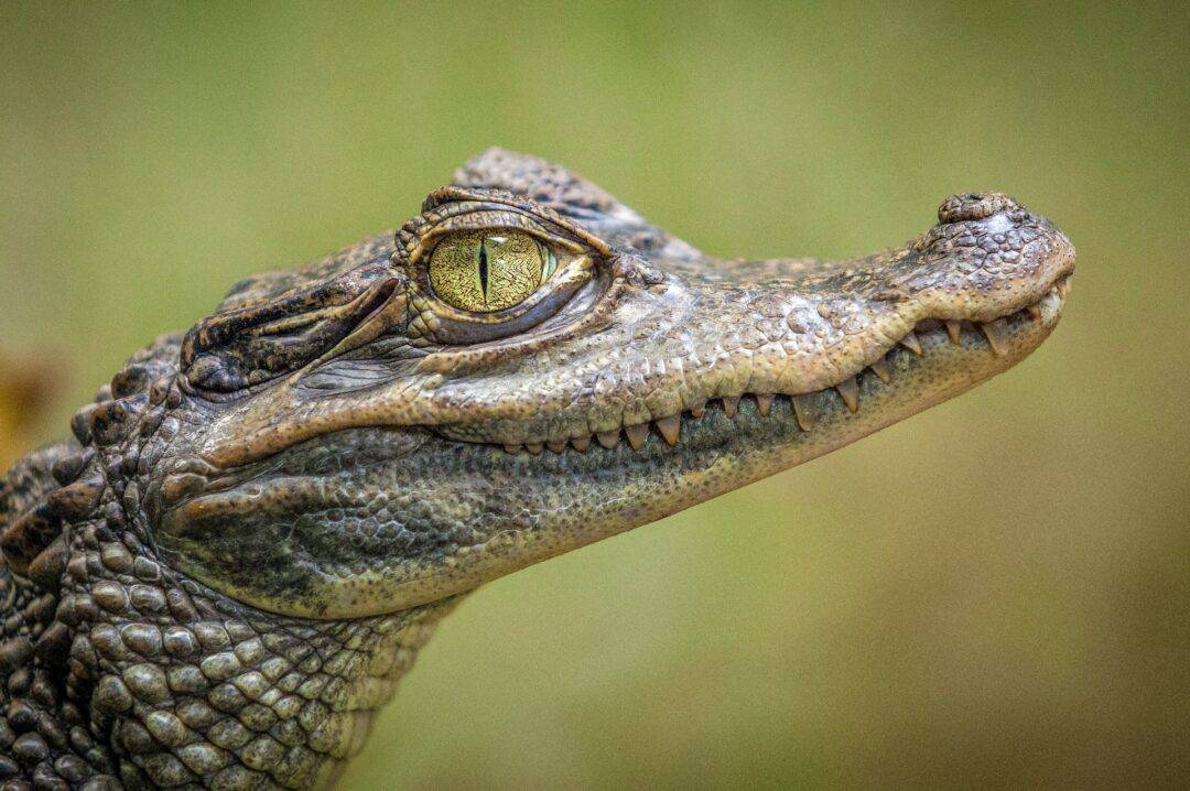Exotic Animals That You Can Legally Keep as Pets in Florida - Animals ...