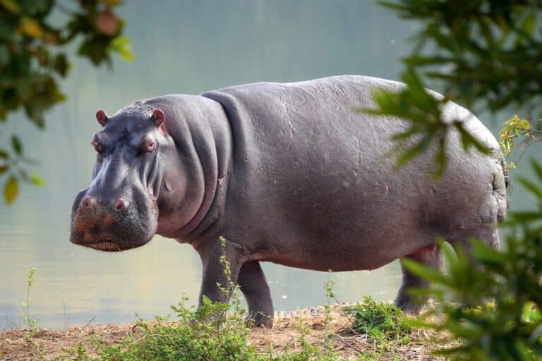 Discover 14 Animals That Can't Jump - Animals Around The Globe