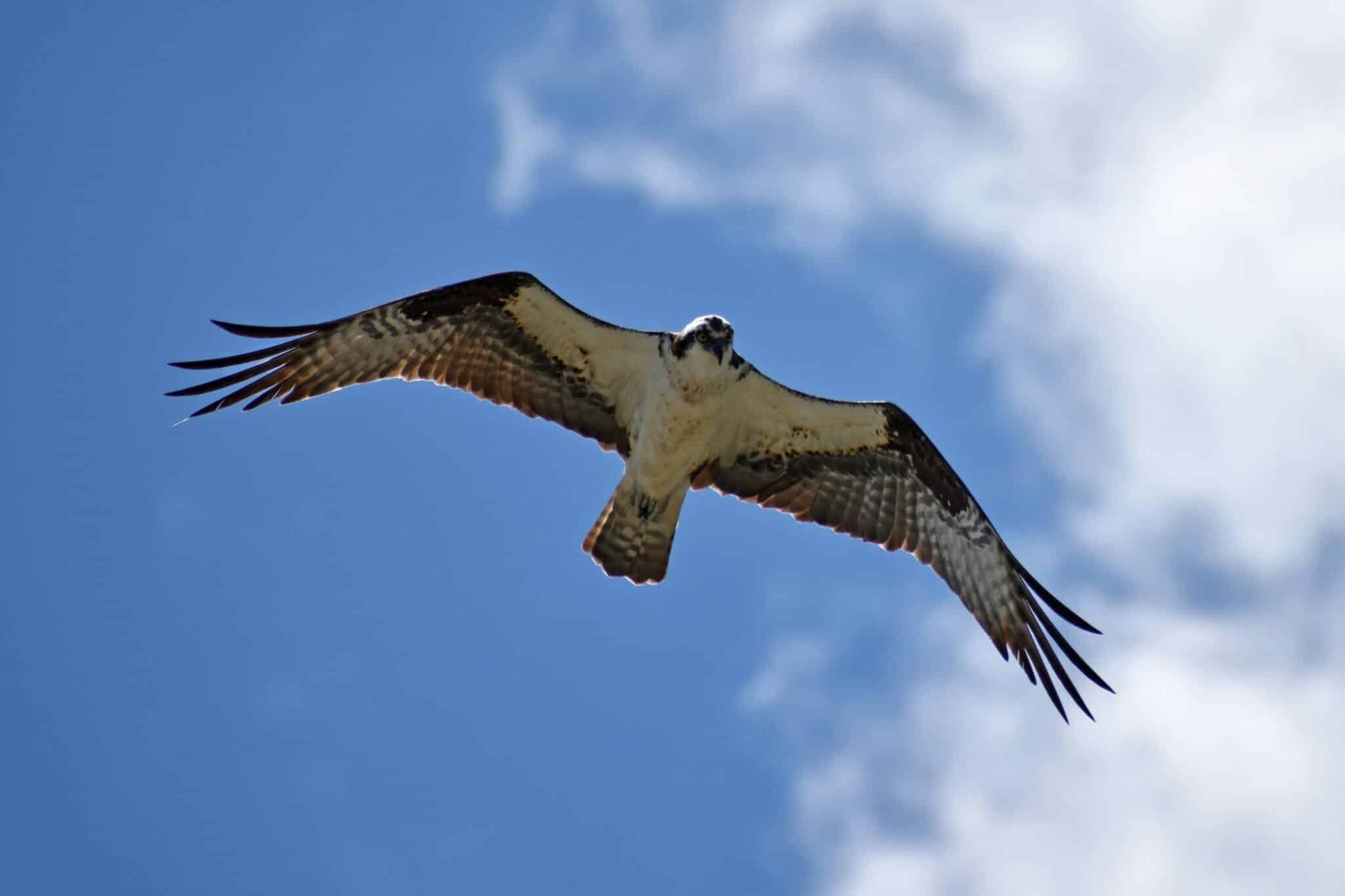 Scientists Track a Falcon Flying 240 MPH - Animals Around The Globe