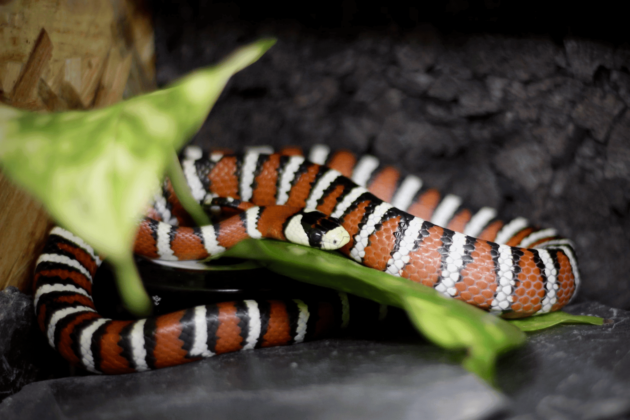 8 Snakes That Are Completely Harmless to Humans