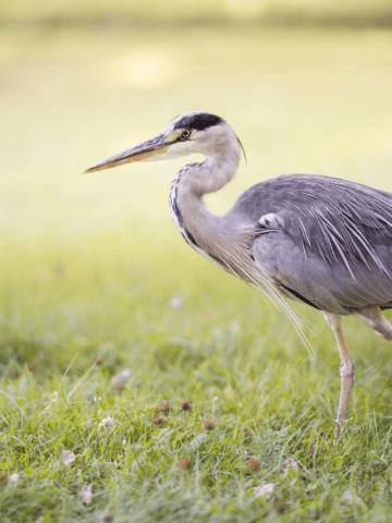 Bird Watching - Animals Around The Globe