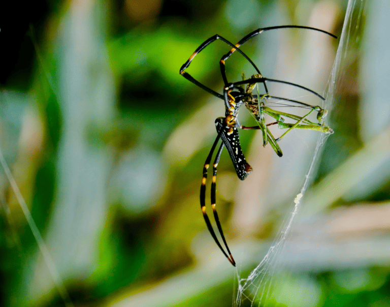 Bird Eating Golden Orb Spider Shocks Everyone - Animals Around The Globe