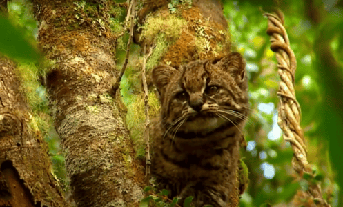 The Kodkod: Rare & Tiny Wild Cat of South America - Animals Around The ...