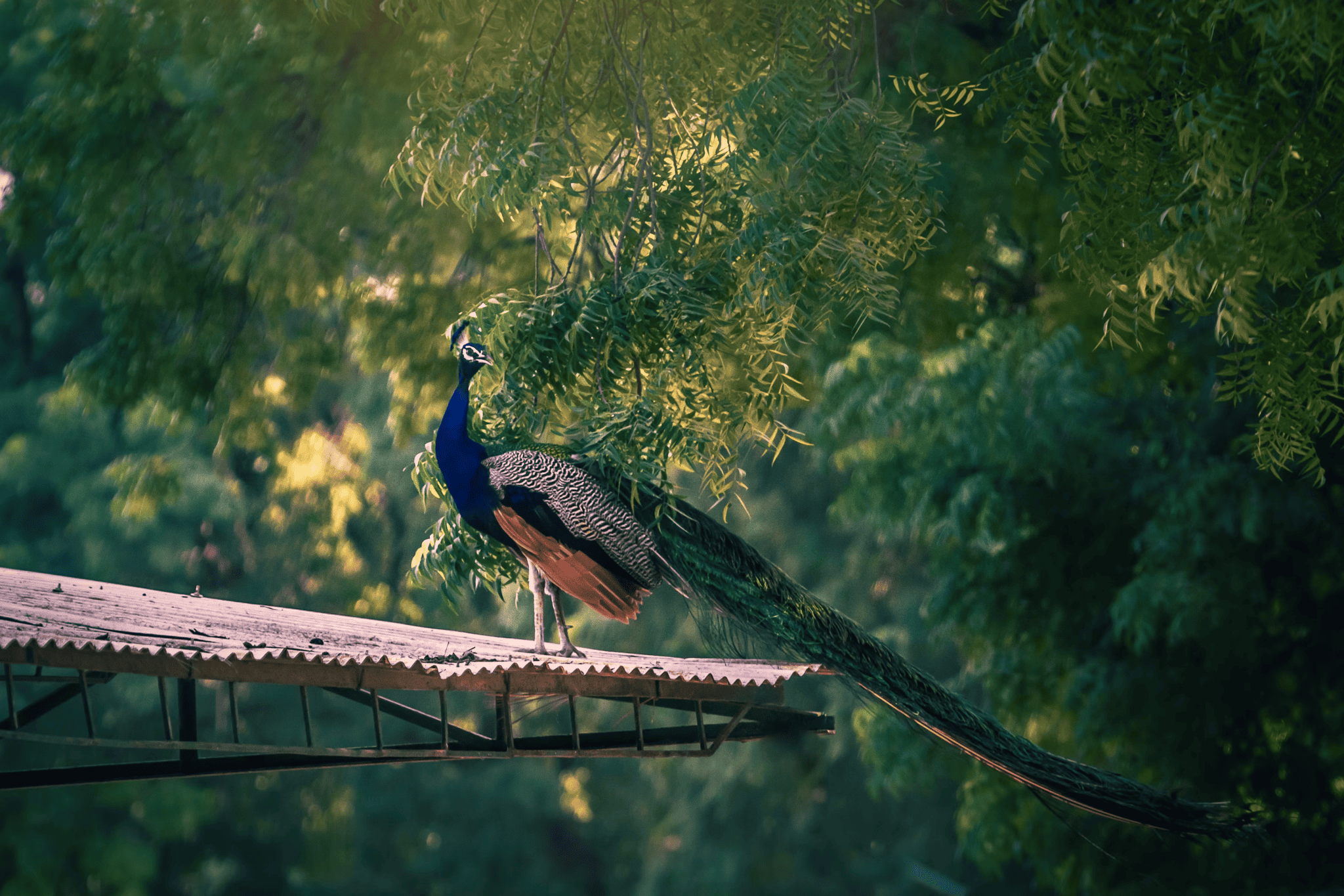 The Meaning of the Peacock as a Spirit Animal Beauty Confidence and ...