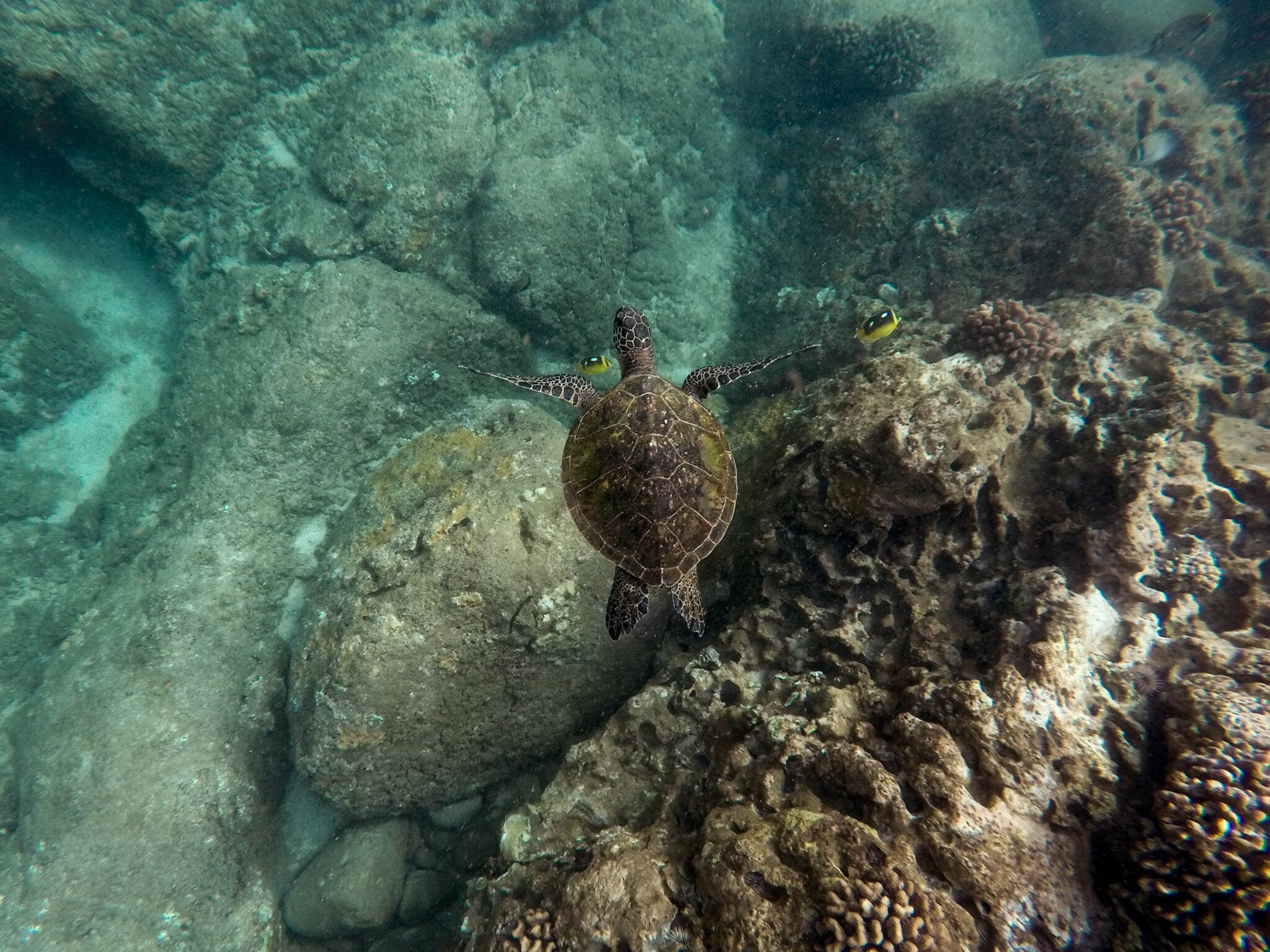 Hawaii Ancient Green Sea Turtle Still Thrives in Island Waters ...