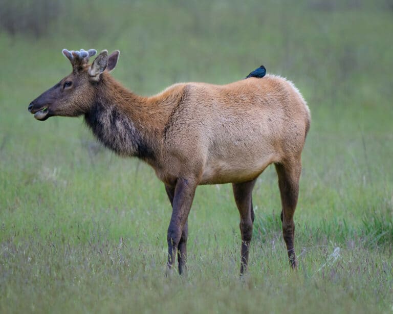 Top 10 Animals and Wildlife in Oregon - Animals Around The Globe