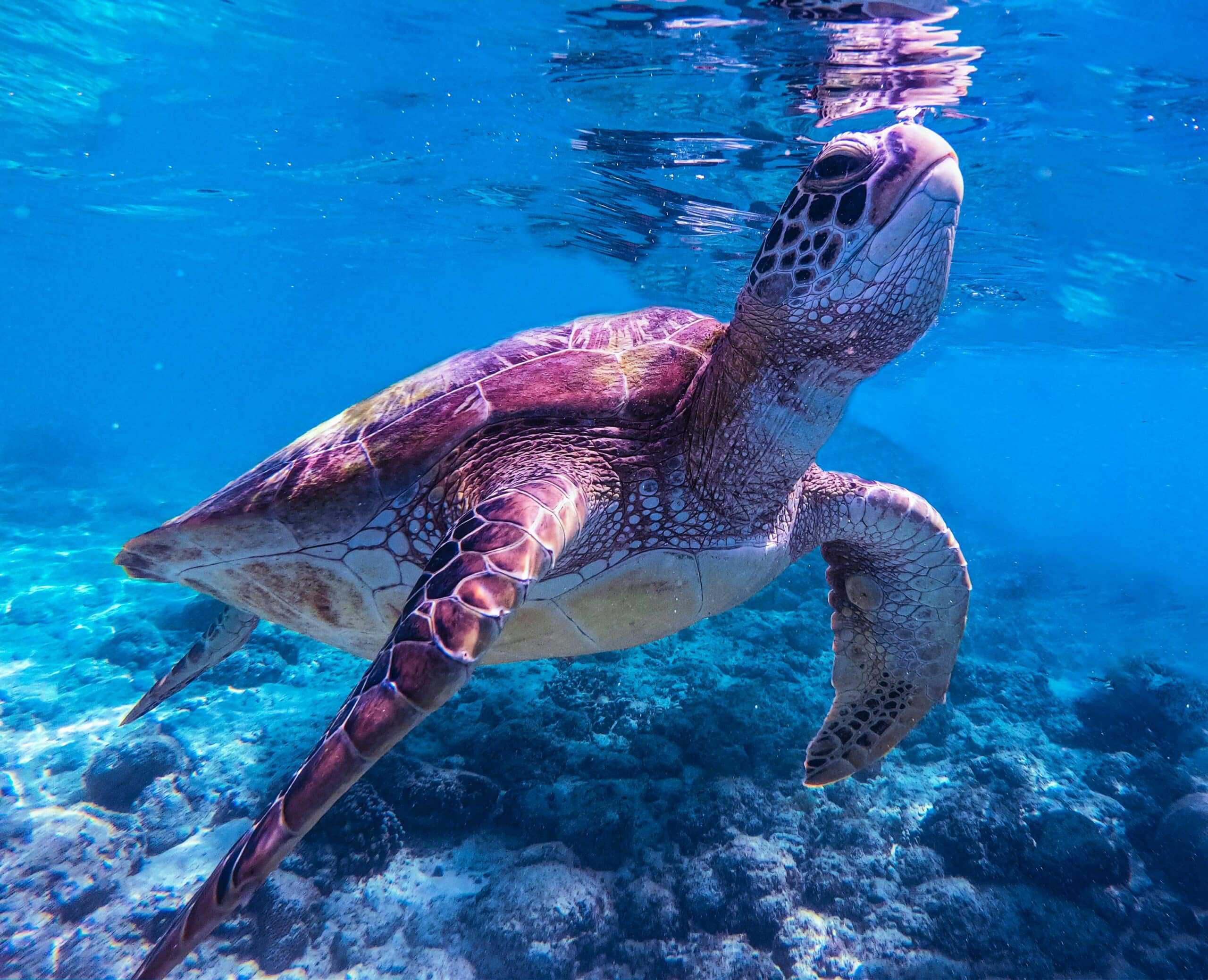 Sea Turtle Nests Discovered in Cambodia - Animals Around The Globe