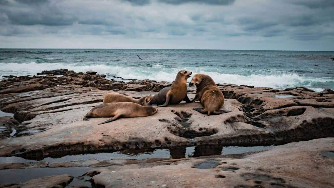How Sea Lions Are Teaching Scientists About Ocean Health